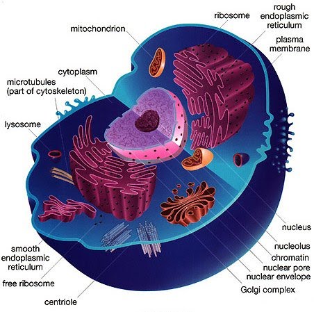 Cells The A Level Biologist Your Hub