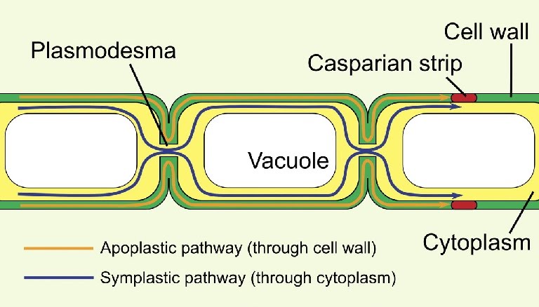 Transport in plants | The A Level Biologist - Your Hub