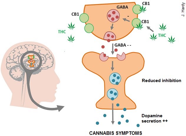 The nervous system and the identification and consequences of damage ...