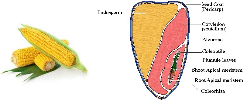 Plant reproduction | The A Level Biologist - Your Hub