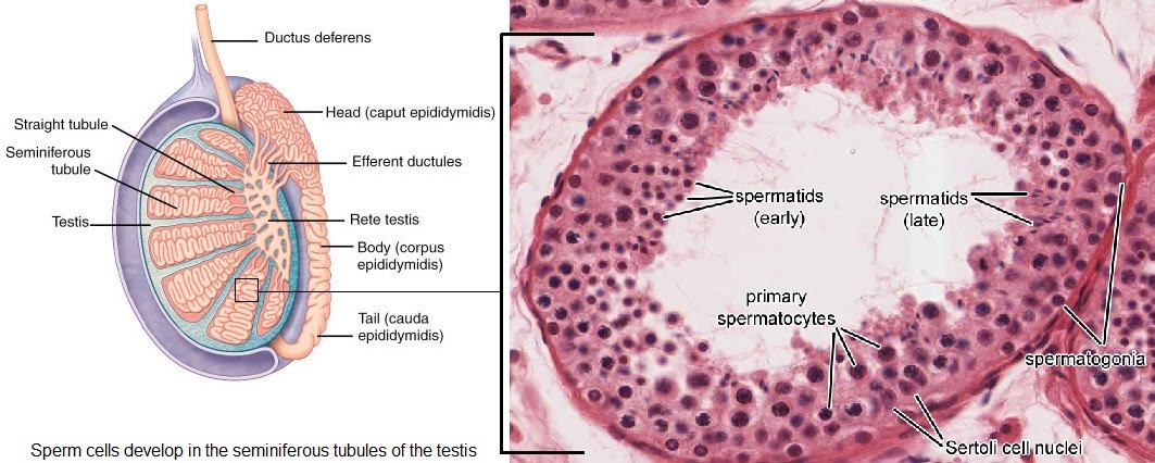 Fertility and assisted reproduction | The A Level Biologist - Your Hub