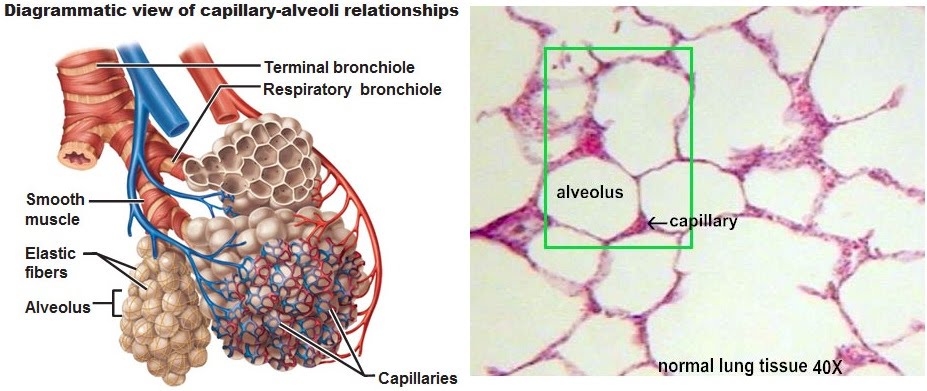 Gas exchange in mammals and plants | The A Level Biologist - Your Hub