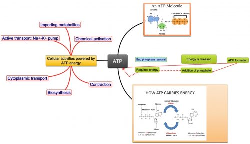 mind_map_atp | The A Level Biologist - Your Hub