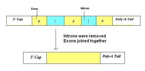 Rna_splicing | The A Level Biologist - Your Hub