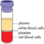 blood-plasma-diagram | The A Level Biologist - Your Hub