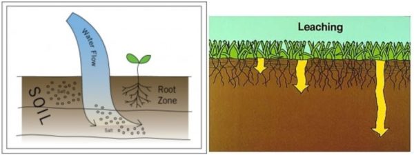 leaching | The A Level Biologist - Your Hub