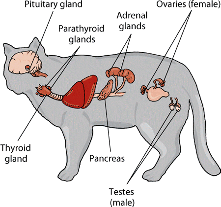 The-major-endocrine-glands-in-the-cat-by-Merck-Manuals | The A Level ...