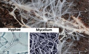 myce-hyphae | The A Level Biologist - Your Hub