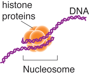nucleosome | The A Level Biologist - Your Hub