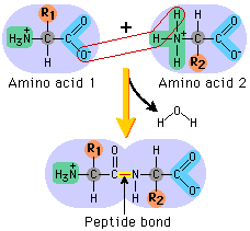 peptide_bond (2) | The A Level Biologist - Your Hub