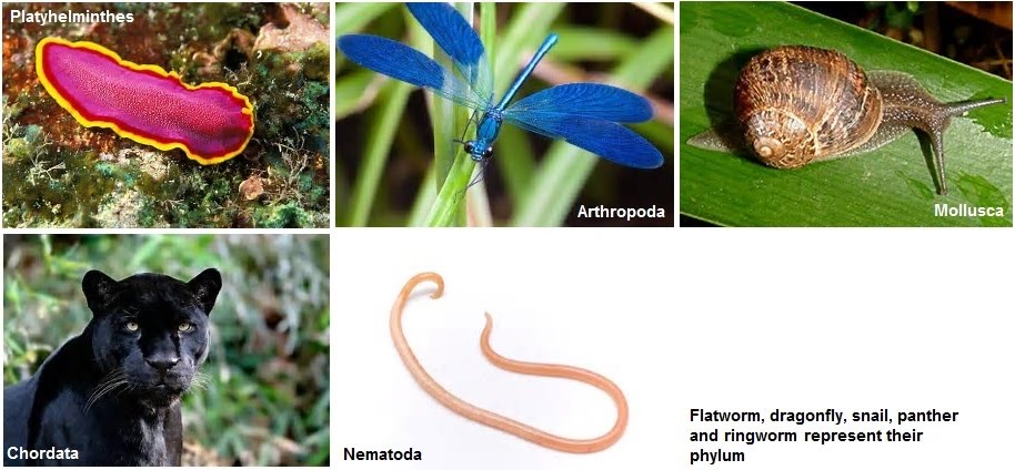 phyla | The A Level Biologist - Your Hub