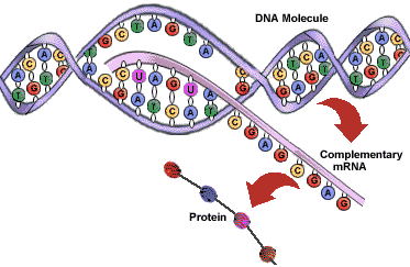 transcription (1) | The A Level Biologist - Your Hub