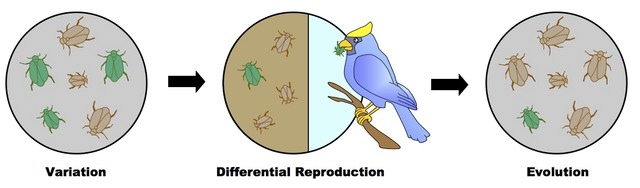 natural_selection | The A Level Biologist - Your Hub