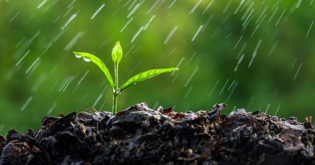 Plant shoot The A Level Biologist Your Hub Plant shoot The A Level Biologist Your Hub