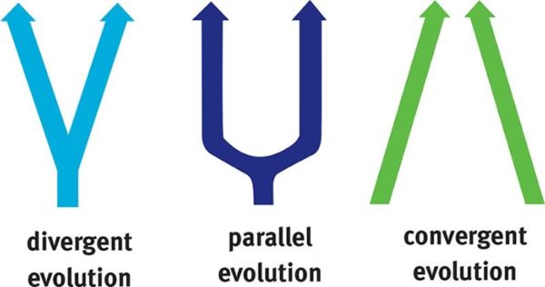 Patterns of evolution | The A Level Biologist - Your Hub