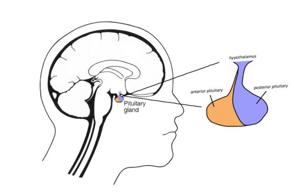 Pituitarygland The A Level Biologist Your Hub 1569