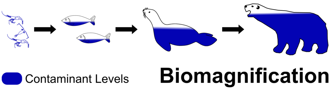 biomagnification | The A Level Biologist - Your Hub