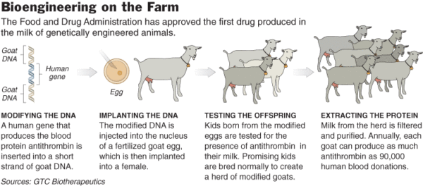 biopharming | The A Level Biologist - Your Hub