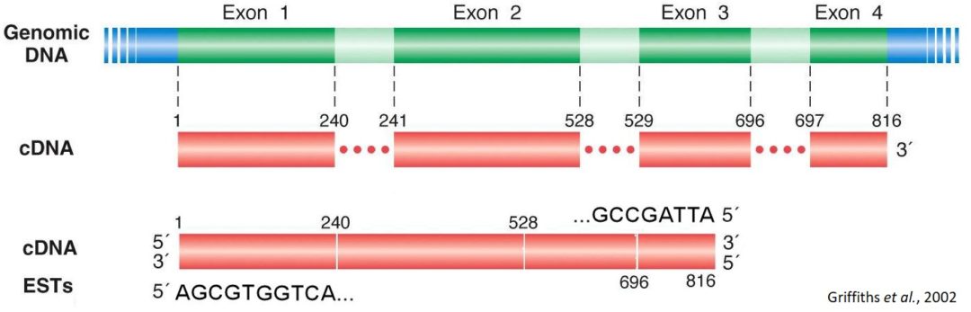 expressed_sequence_tags | The A Level Biologist - Your Hub