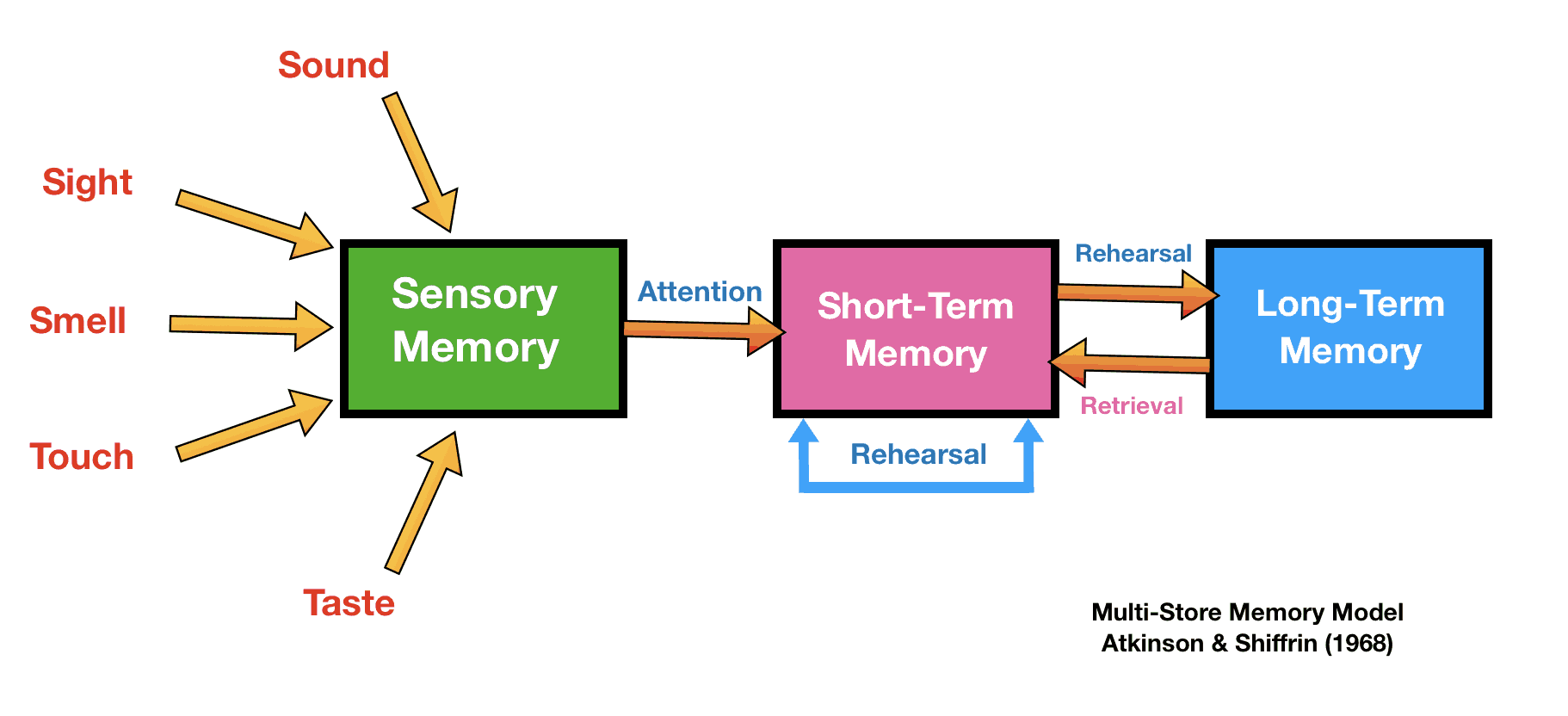 Memory model The A Level Biologist Your Hub Memory model The A Level Biologist Your Hub