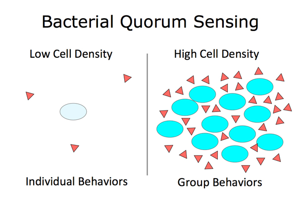 quorum_sensing | The A Level Biologist - Your Hub