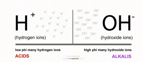 hydrogen-and-hydroxide | The A Level Biologist - Your Hub