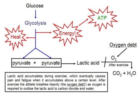 lactic_acid | The A Level Biologist - Your Hub