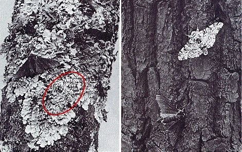 Selection (CCEA) | The A Level Biologist - Your Hub