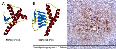 Proteins as infectious agents | The A Level Biologist - Your Hub