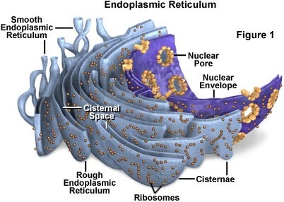 endoplasmic_reticulum | The A Level Biologist - Your Hub