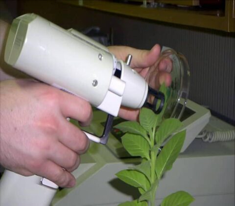 Transgenic animals and plants | The A Level Biologist - Your Hub