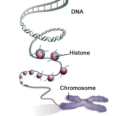 histone | The A Level Biologist - Your Hub