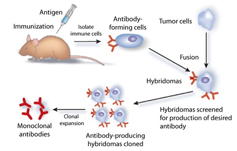 monoc | The A Level Biologist - Your Hub