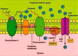 photosynthesis | The A Level Biologist - Your Hub