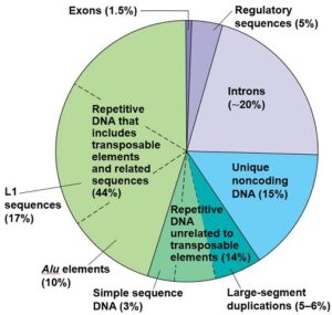 dna-pie | The A Level Biologist - Your Hub