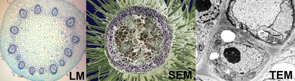 Cells and microscopy | The A Level Biologist - Your Hub