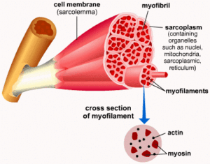 Myofibril-picture | The A Level Biologist - Your Hub