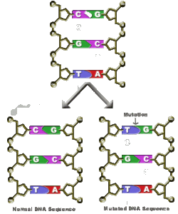 dna3 | The A Level Biologist - Your Hub