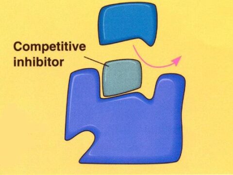 ⛔ End-product inhibition | The A Level Biologist - Your Hub