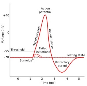 action_potential-1 | The A Level Biologist - Your Hub