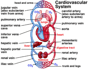 cardiovascular-system | The A Level Biologist - Your Hub