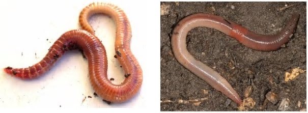 earthworm | The A Level Biologist - Your Hub