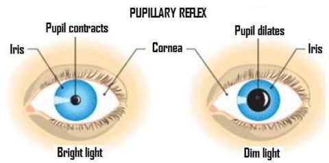 iris_reflex | The A Level Biologist - Your Hub